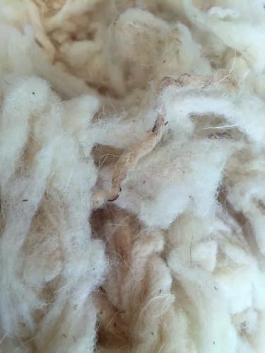 Wool Fibre : Greige, 7-10 cm, 23-26 Micron, For wool yarn, wool shawl ...