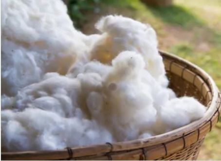 Cotton Fibre Buyers - Wholesale Manufacturers, Importers, Distributors ...