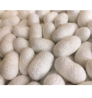 Mulberry Silk Cocoon Fibre Suppliers 24223700 - Wholesale Manufacturers ...