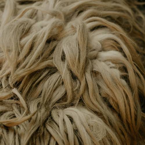 Raw Pashmina Fibre Buyers - Wholesale Manufacturers, Importers ...