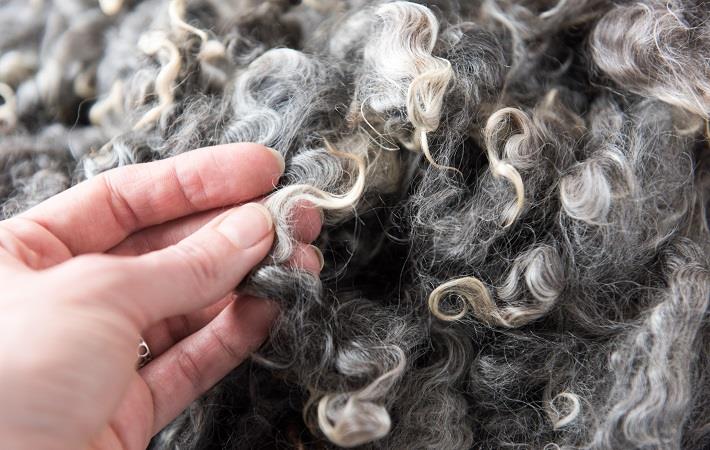 Australian wool auctions see positive price movements - Fibre2Fashion