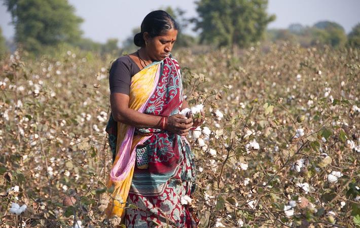 CAI maintains 2019-20 cotton crop at 354.5 lakh bales - Fibre2Fashion