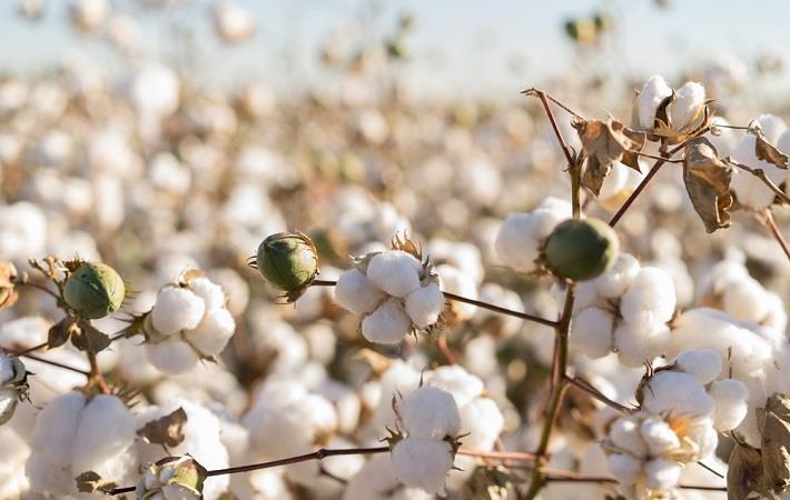 CAI lowers 2019-20 cotton crop estimate to 330 lakh bales - Fibre2Fashion