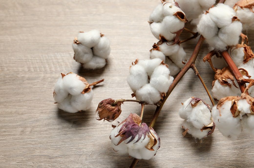 ICE cotton closes lower as strong dollar, demand worries weigh ...