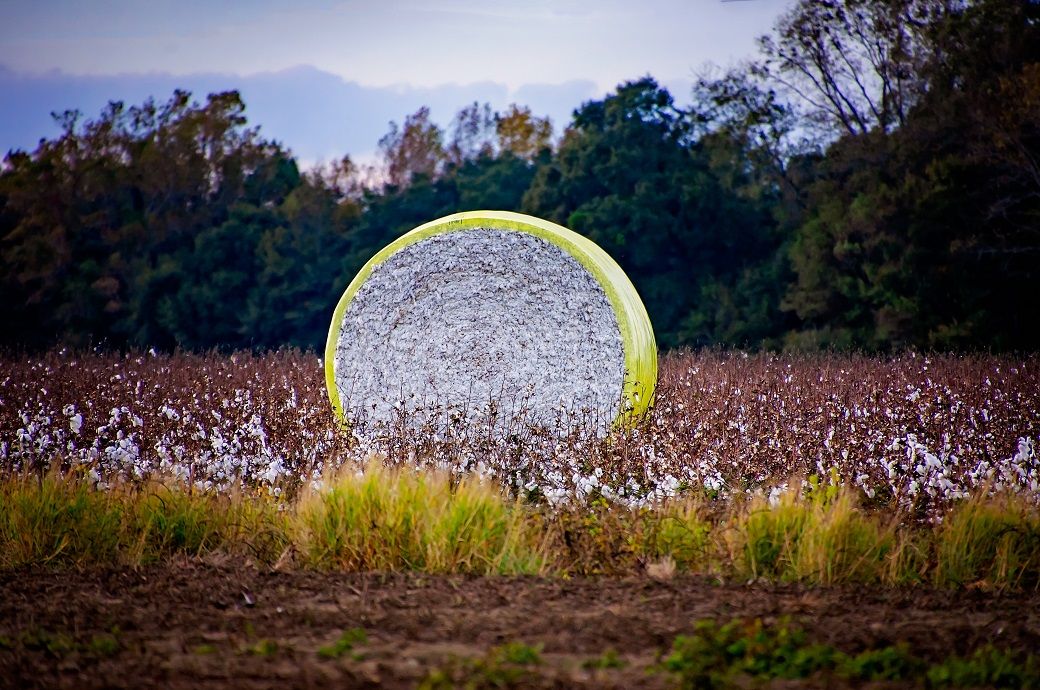 US Upland cotton export sales down 46%, Pima sales up: USDA - Fibre2Fashion