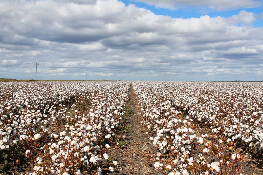 US cotton export sales weaken; Upland down 15%, Pima lower: USDA ...
