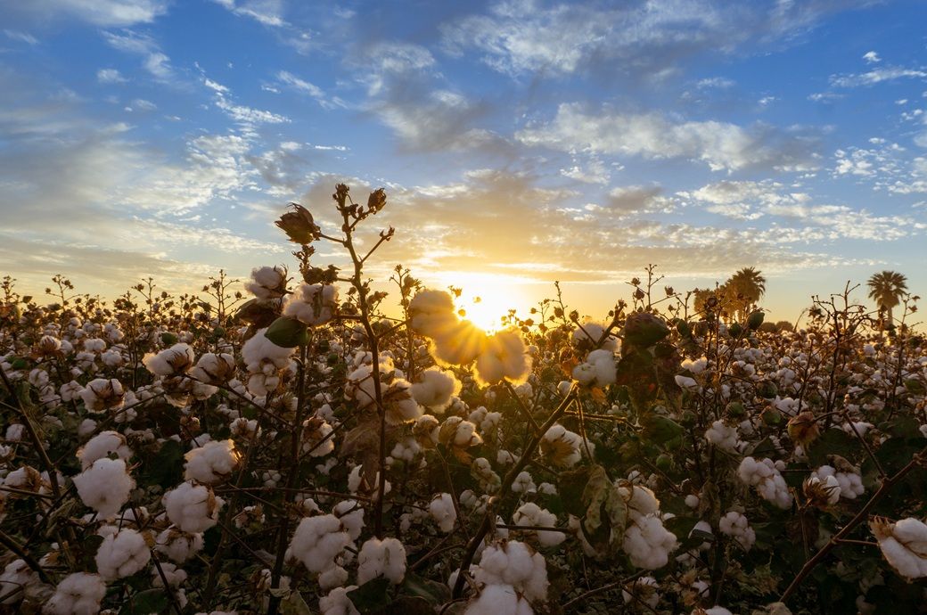 ICE cotton extends losses on stronger US dollar, weaker crude oil ...