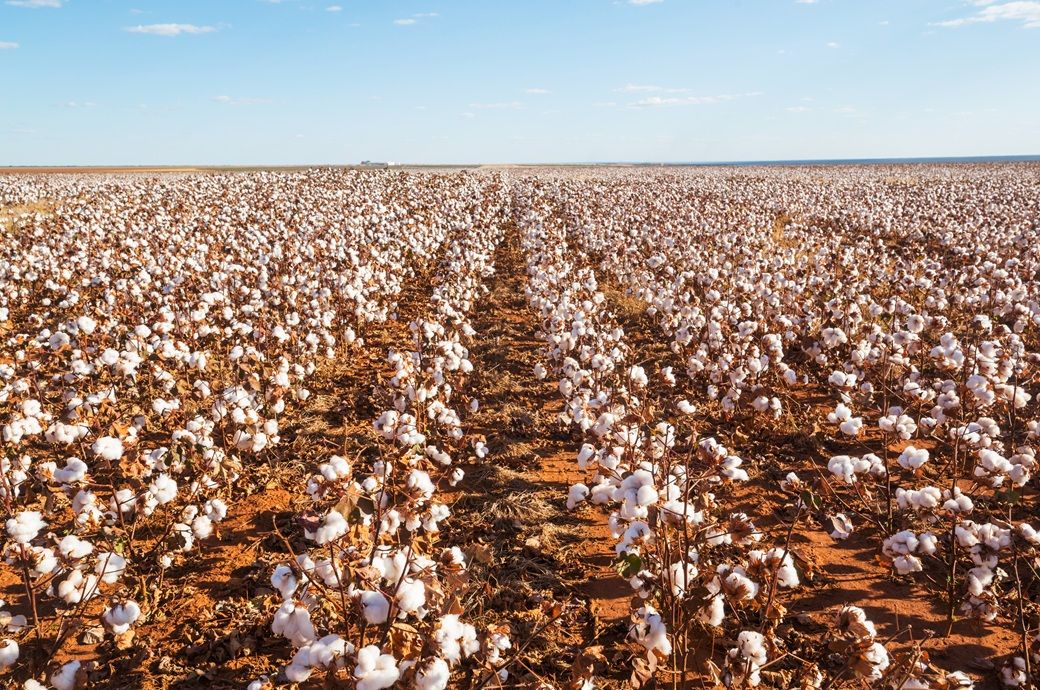Look beyond cotton to rebuild textile sector, Congresswoman urges USDA ...