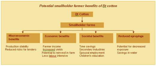 Cotton Plantation Diagram