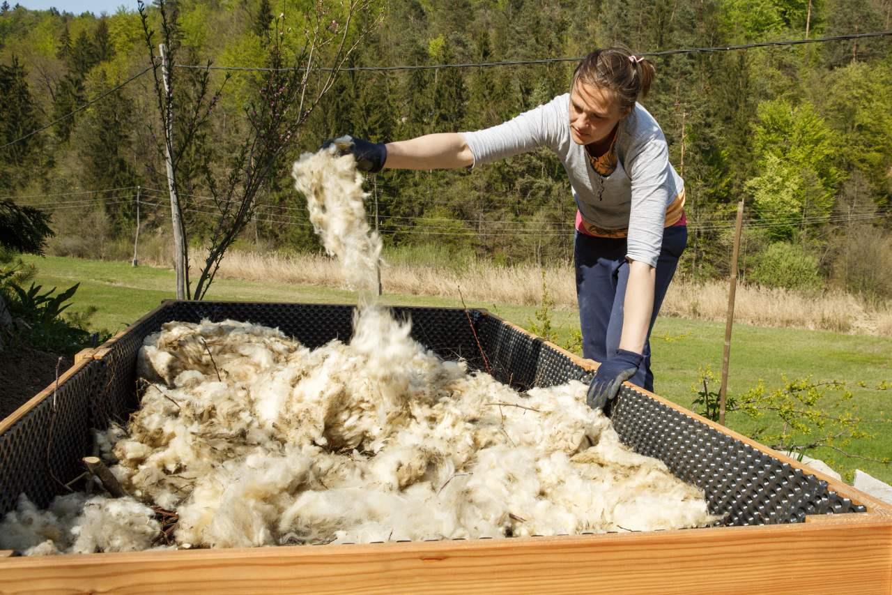 How Wool Auctions Have Modernised: From Bale Floors to Digital ...