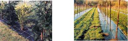 Agro Textiles – A Rising Wave - Fibre2Fashion