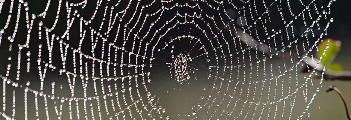 Challenging Option for Natural Silk-Spider Silk - Fibre2Fashion
