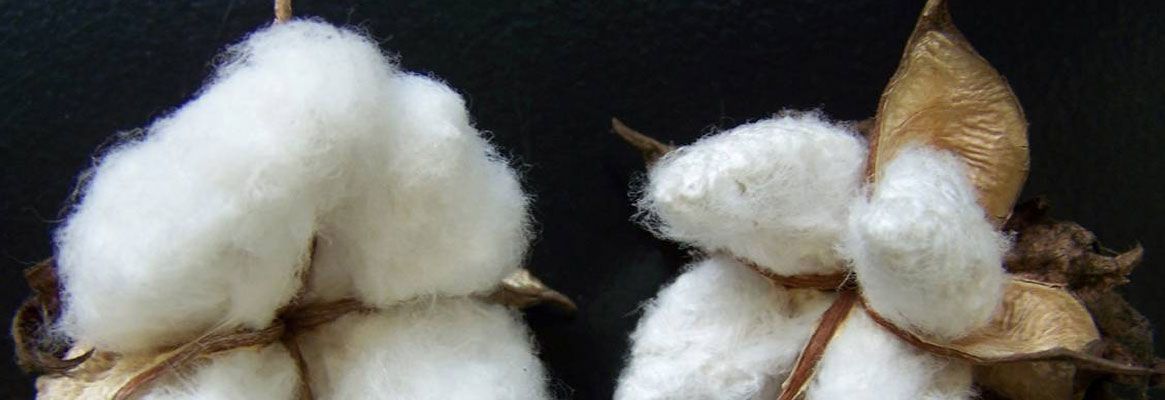 Types of cotton used for clothing - Ahli Desain Tekstil
