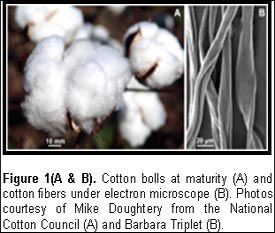 Toward Sequencing Cotton Genomes – Fibre2Fashion - Fibre2Fashion