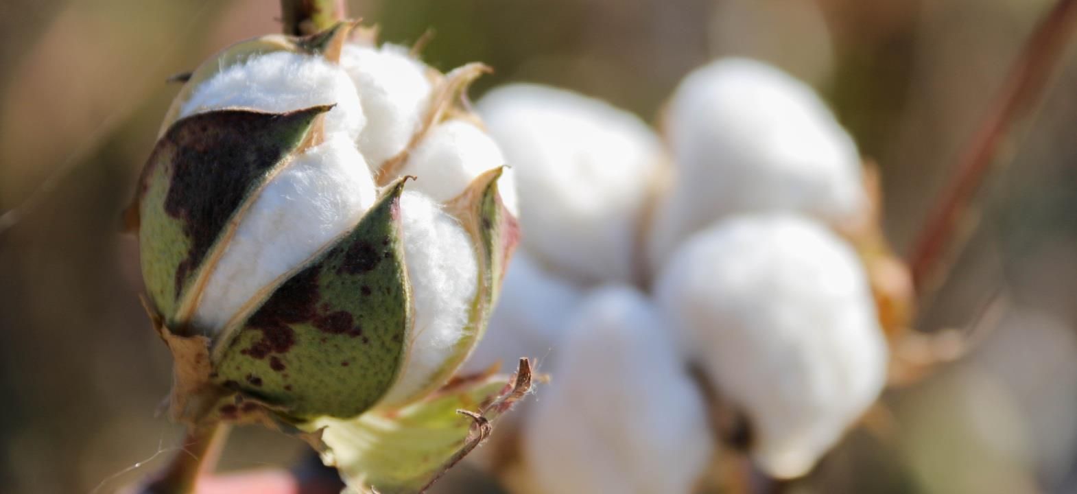 Introduction to Cotton Neps | Chief Causes of Neps | Levels of Neps ...