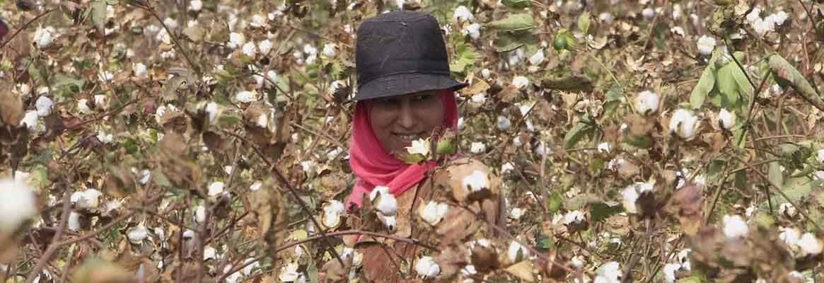Cotton Output to Fall Short of Target - Fibre2Fashion