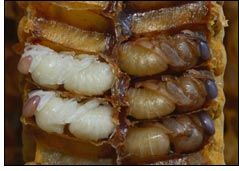 Silk Bees: Process of Artificial Silk, Silk Fabrics Manufacturers ...
