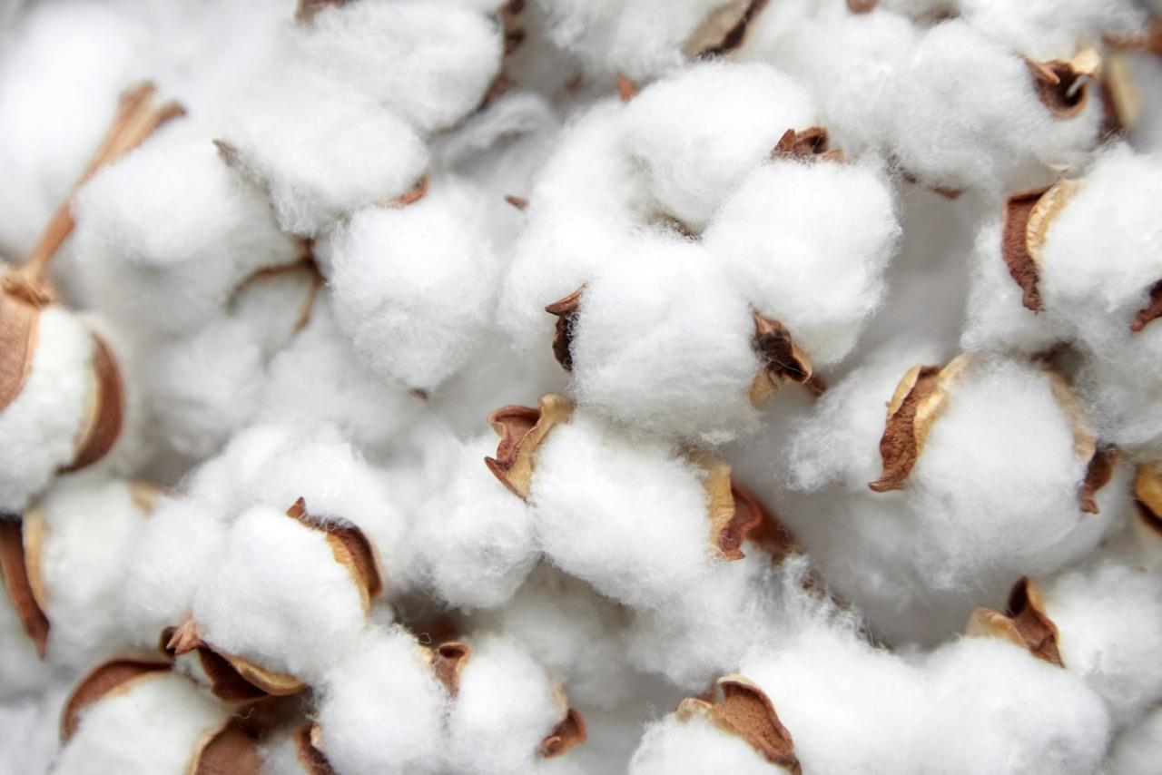 Measures to Reduce Cotton Contamination in Ginneries, Cotton ...