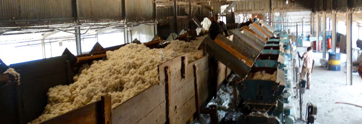 Measures to Reduce Cotton Contamination in Ginneries, Cotton ...