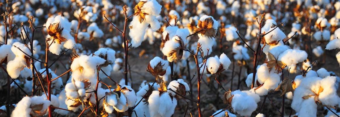 Cotton Prices Outlook,Cotton Prices in 10 Years,Cotton Prices Future ...