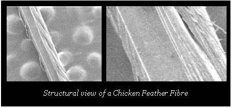 Chicken Feather Fabric,Chicken Feather Clothing,Chicken Feather Fibre ...