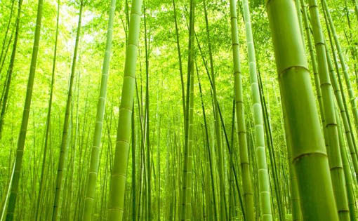 Applications of Bamboo Fibers - Fibre2Fashion