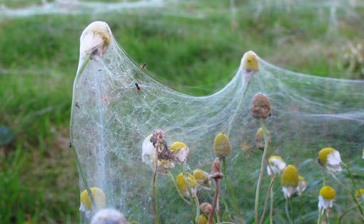 Spider Silk - Fibre2Fashion