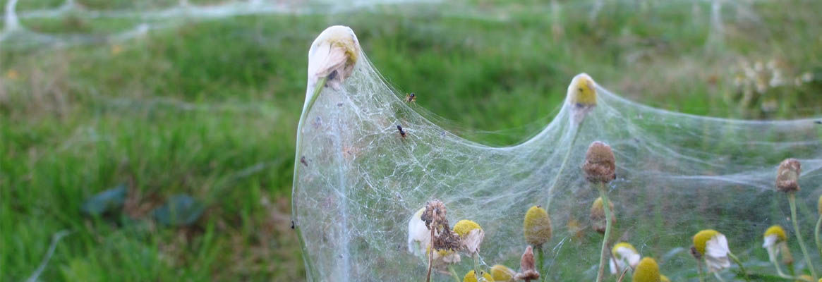 gossamer-thin element of time | WordReference Forums