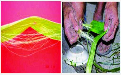 Pineapple Leaf Fiber Extraction - Fibre2Fashion