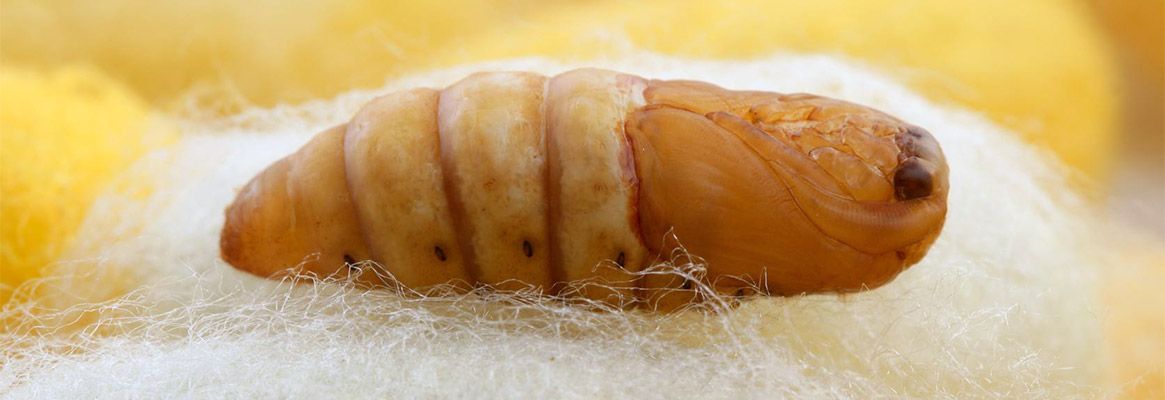 The Story of Sericin: Extraction, recovery, properties and its ...