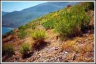 GeoJute and Jute Geotextile - Fibre2Fashion