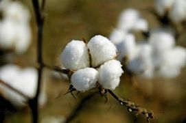 Ghana begins testing for GM cotton production - Fibre2Fashion