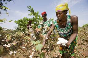 CMIA's cotton project helps 70,000 small African farmers - Fibre2Fashion