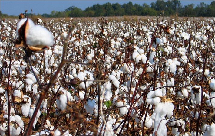 Indian govt raises cotton MSP by Rs 50/quintal for 2015-16 - Fibre2Fashion