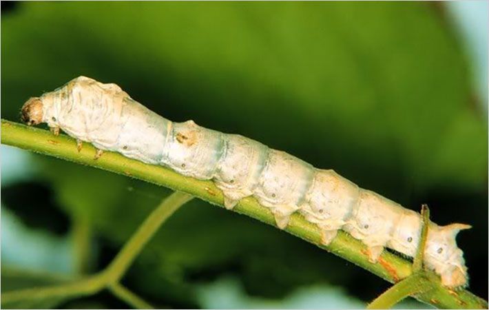Researchers in UK develop viruses to save muga silkworm - Fibre2Fashion