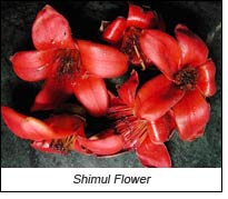 Shimul cotton trees of Nilphamari vanishing rapidly - Fibre2Fashion