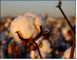 Flood disaster hits cotton production - Fibre2Fashion