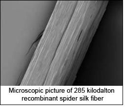 Native-like spider dragline silk from genetically engineered E. coli ...