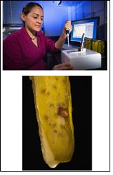 Pickle spoilage bacteria may help environment - Fibre2Fashion