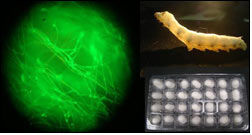 Genetically altered silkworms spin artificial spider silk - Fibre2Fashion
